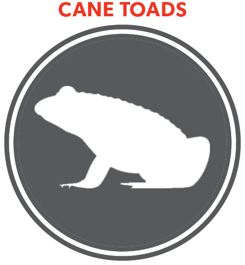 Cane Toads – Ensystex Australasia Pty Ltd.